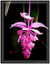 Flora Exotica - Exotic Flowers